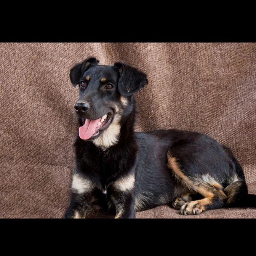 Собака в добрые руки