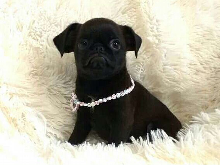 Пти брабансон