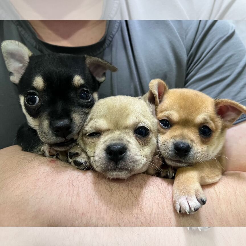 Чихуахуа, щенок