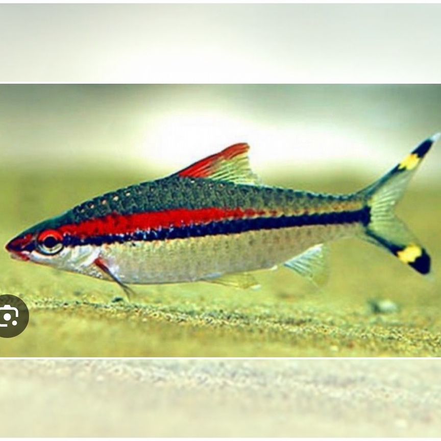Барбус денисони и молинезии лирохвостые