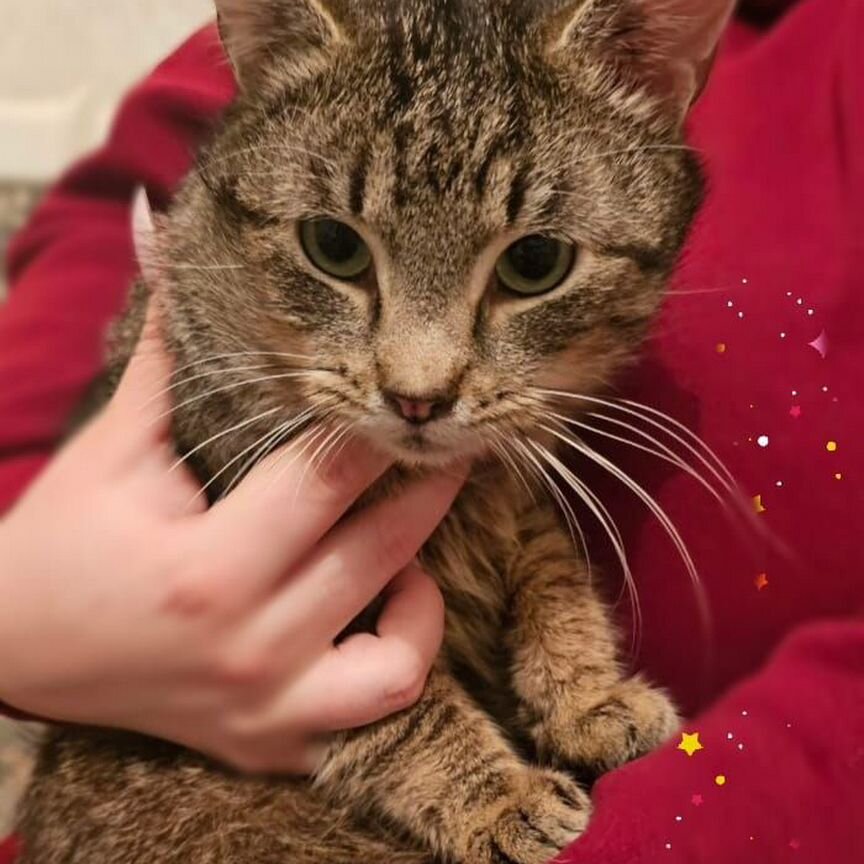Серенький котик в добрые руки