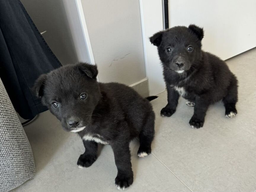 Щенки черные