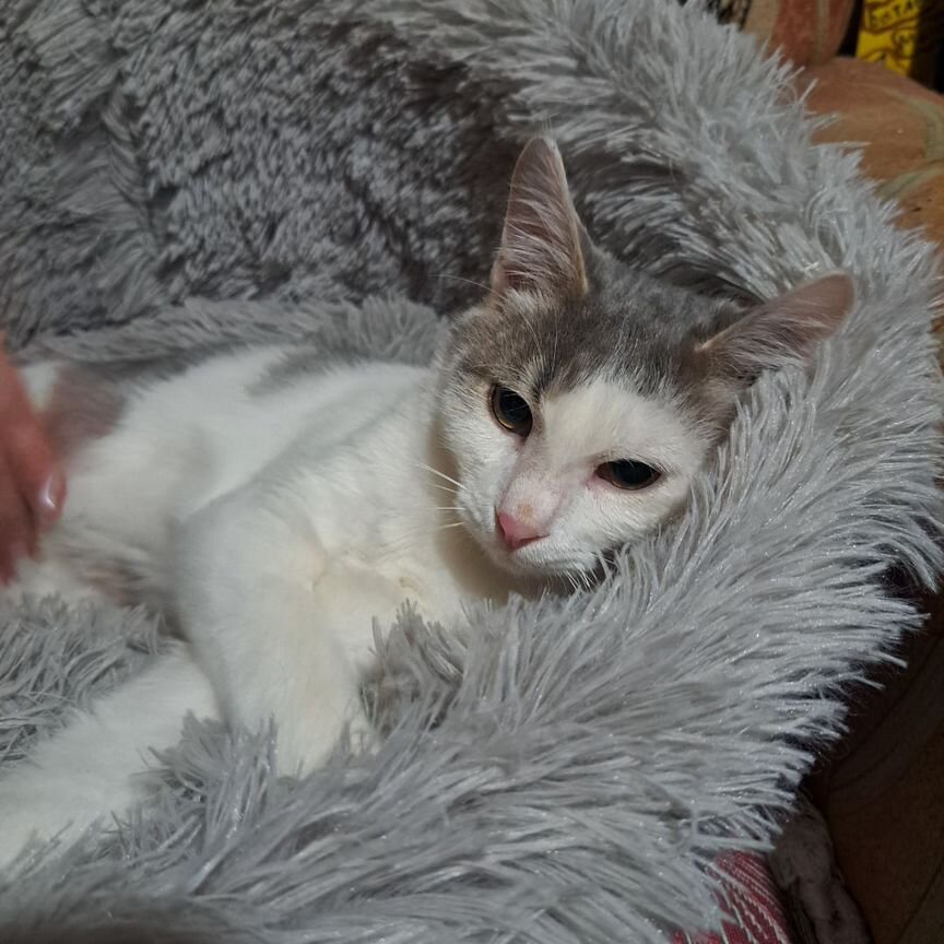 Котенок подросток в поисках дома