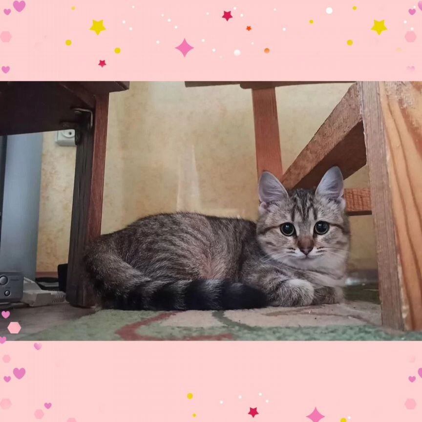 Котенок Катрин