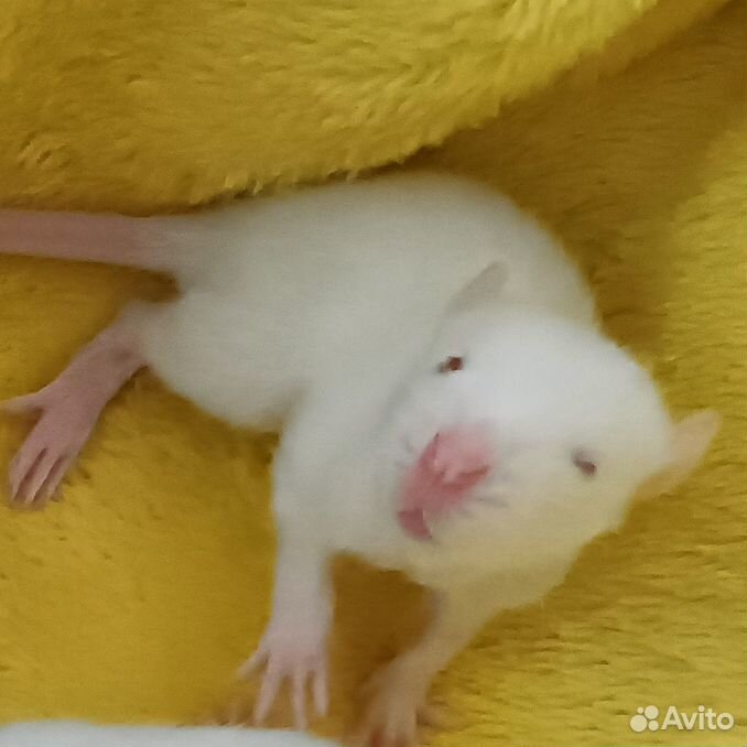 Крысики очень красивые только в добрые руки