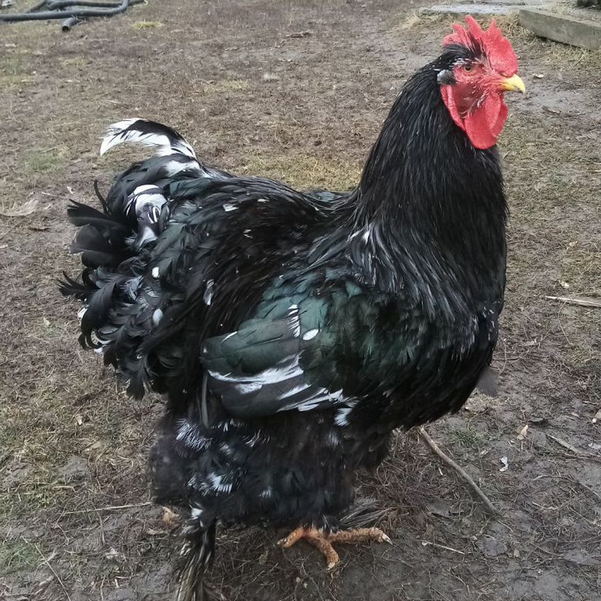 Петухи Брама 9 месяцев