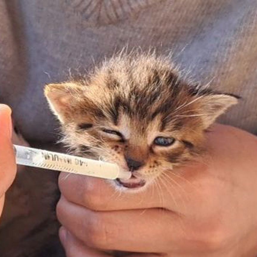 Котёнок в добрые руки