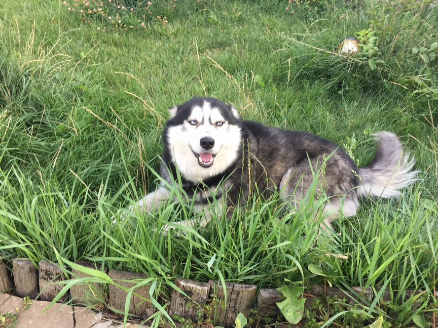 Кобель для вязки