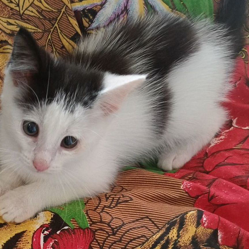 Котенок в добрые руки