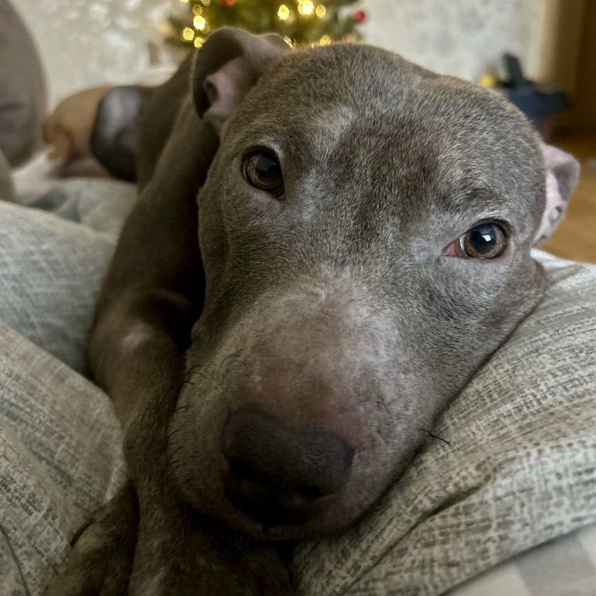 Томас ищет дом