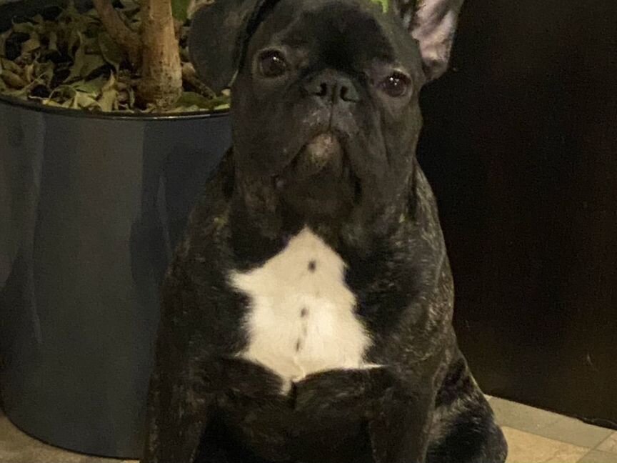 Французский бульдог