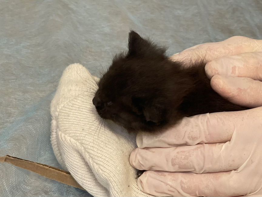 Котёнок 2 недели