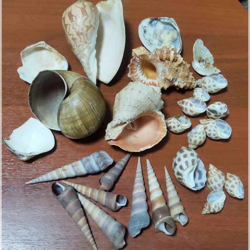Набор морских ракушек