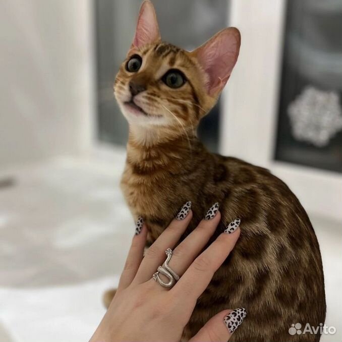 Бенгальская элитная кошка с документами
