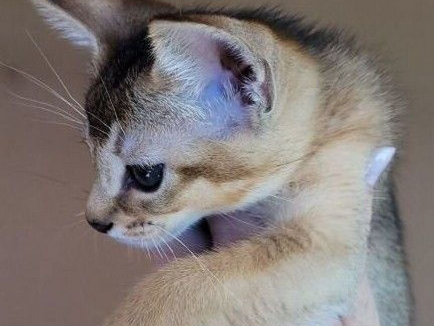 Абиссинские котята