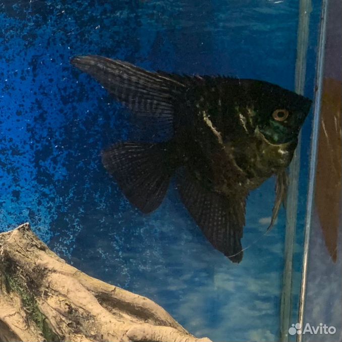 Аквариумные рыбки скалярии