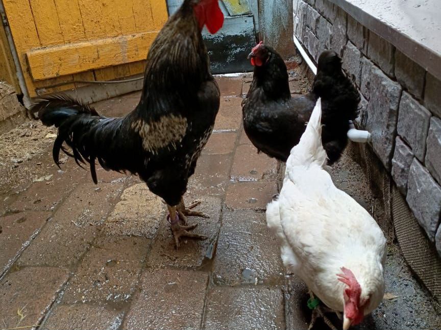 Продам курочек и петуха