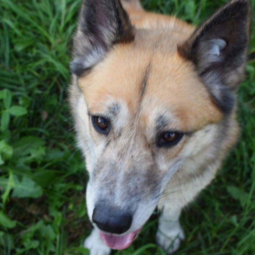 Собака в добрые руки