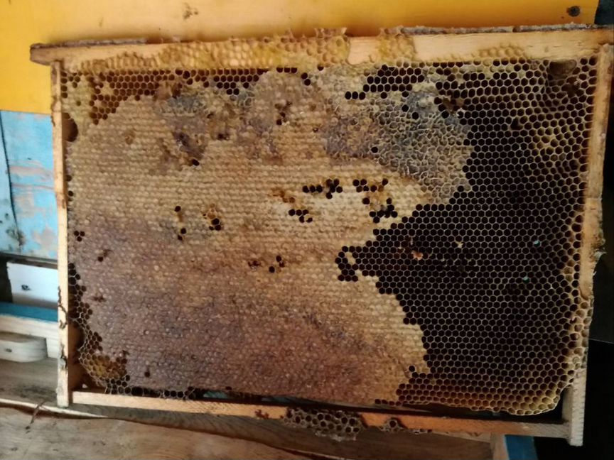 Рамки с медом для подкормки