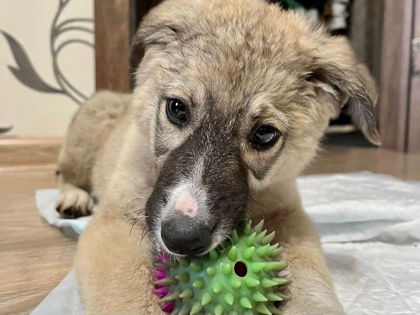 Славный щенок-мальчик ищет хозяев