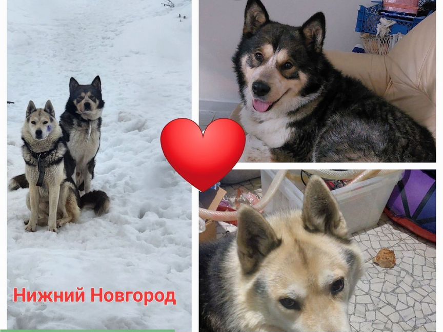 Собаки ищут свой дом