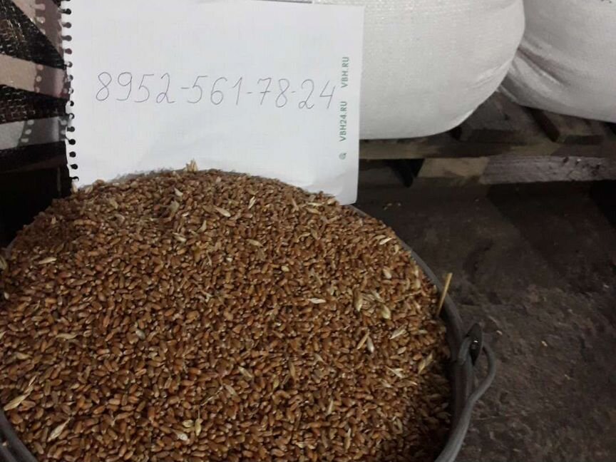 Продам зерно пшеница