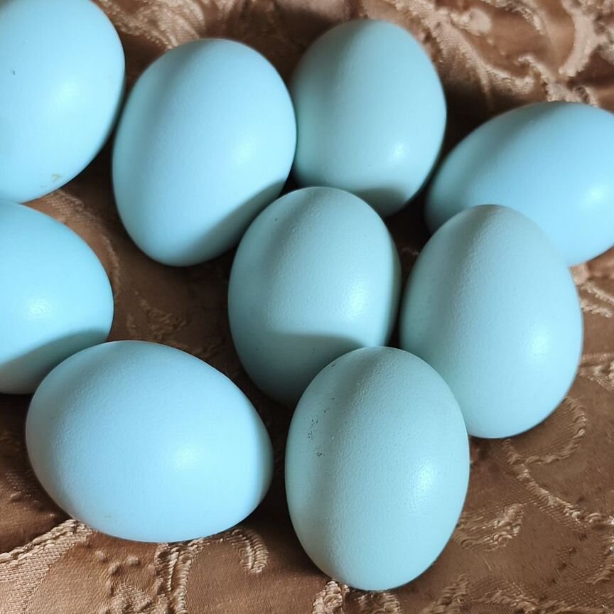 Продам инкубационное яйцо амерауканов лаванда