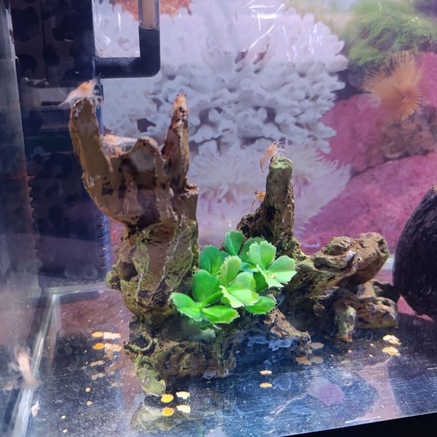 Мраморный рак