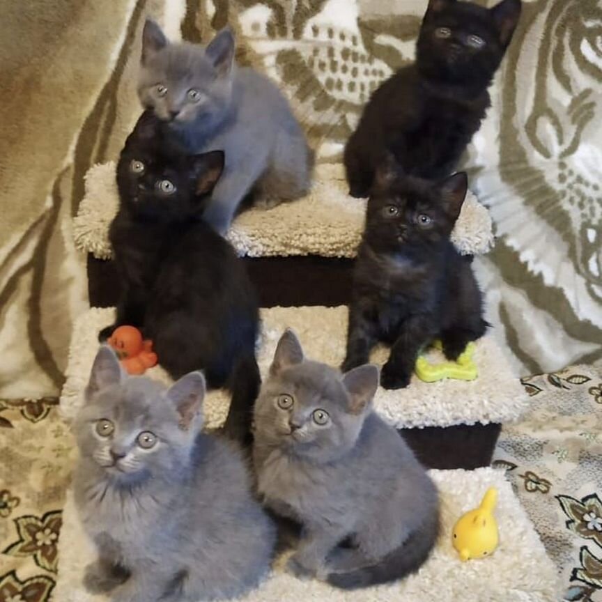 Котята Шотландские