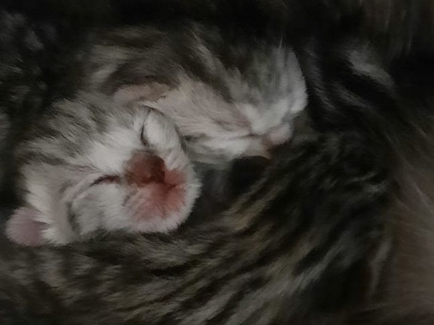 Шотландские котята