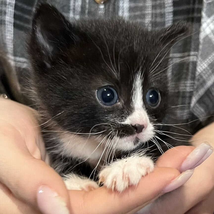 Котёнок в добрые руки