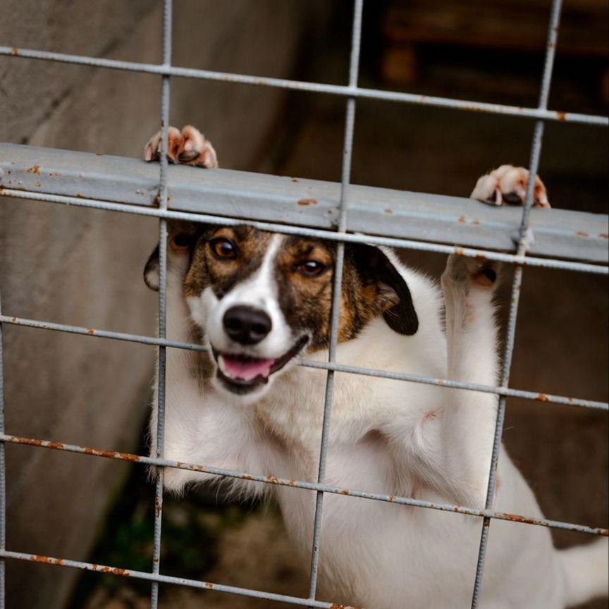 Маленькая собака в добрые руки