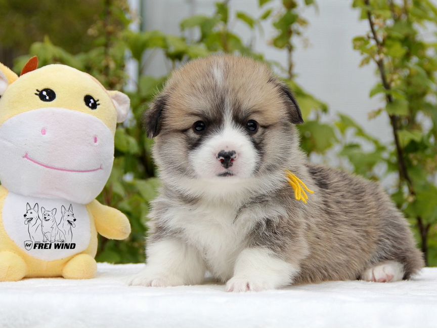 Щенки вельш корги пемброк, племенной питомник