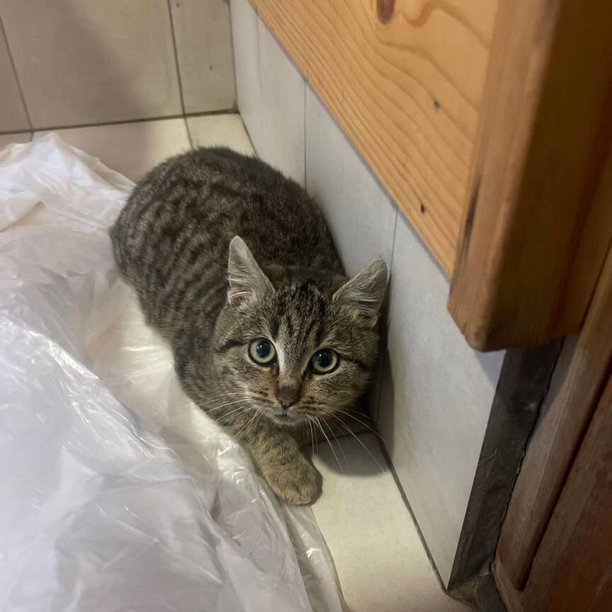 Котики возвращаются на улицу