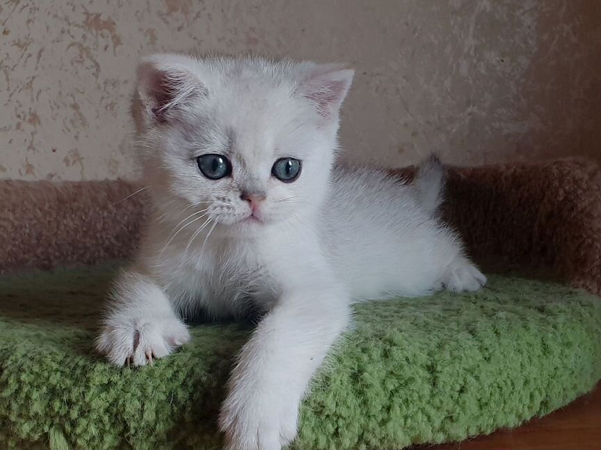 Котик серебристая шиншилла