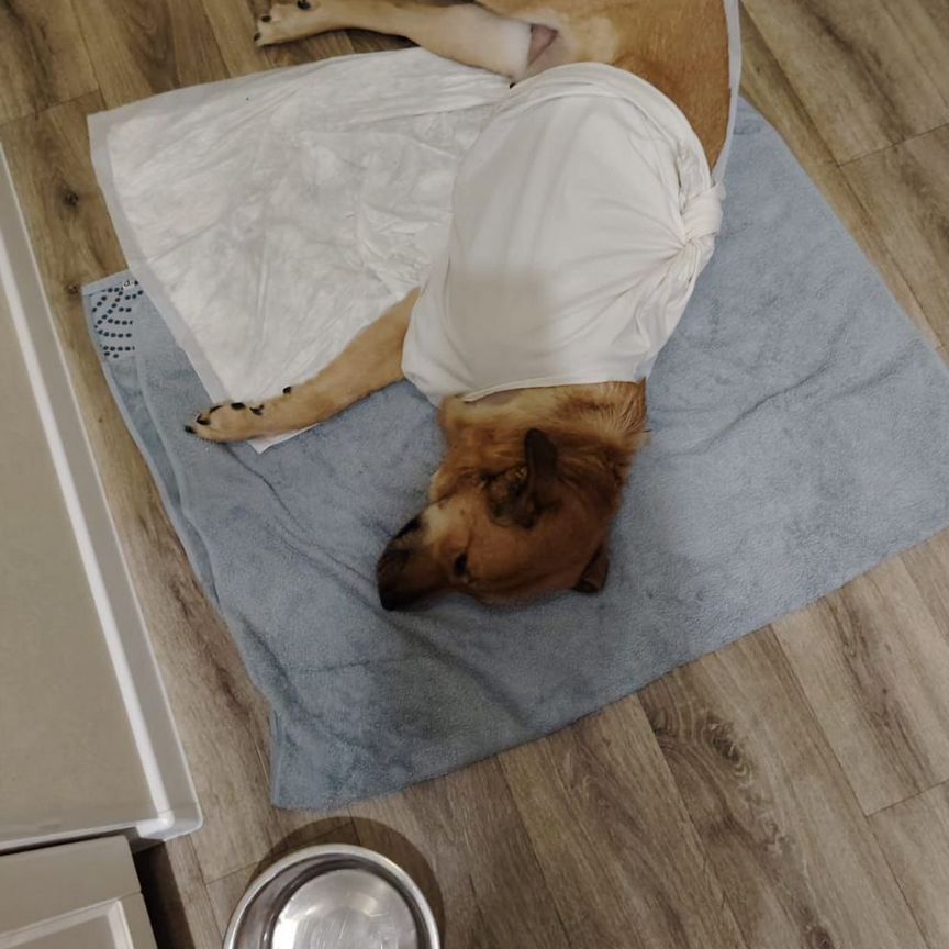 Взрослая собака в добрые руки