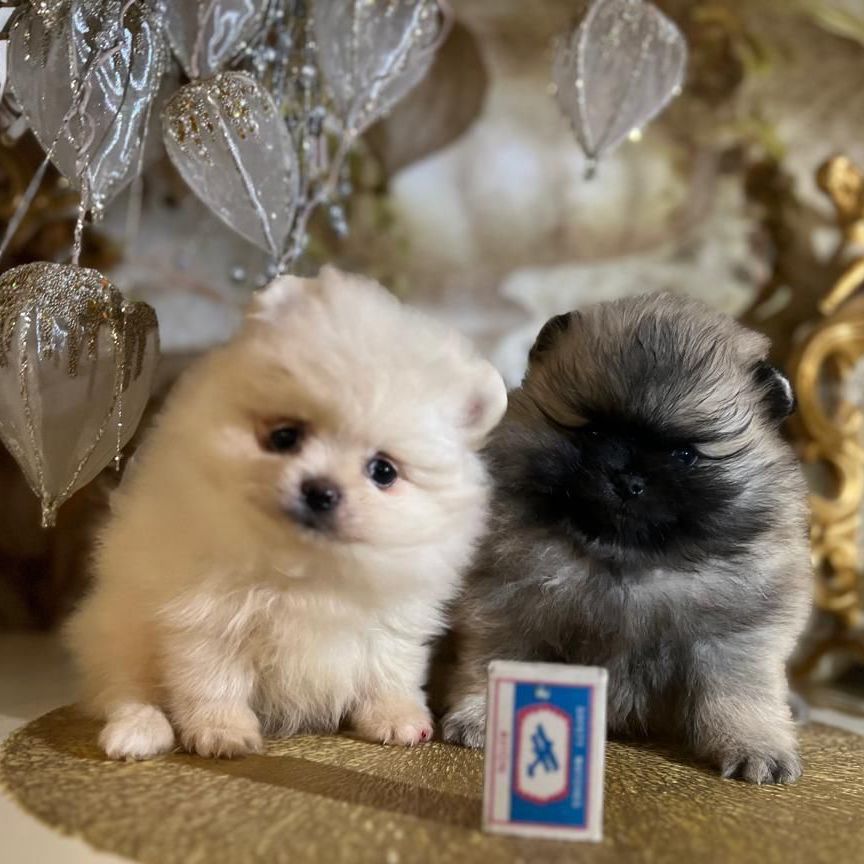 Девочки конфеточки к нгоду