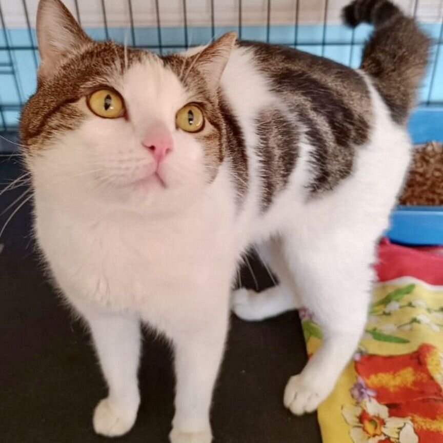 Котик ласковый