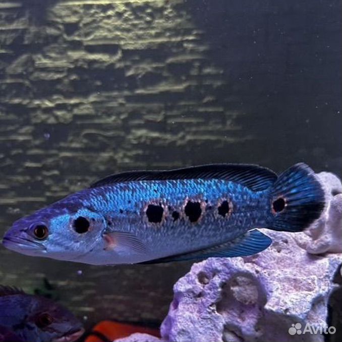 Змееголов глазчатый (Channa pleurophthalma)