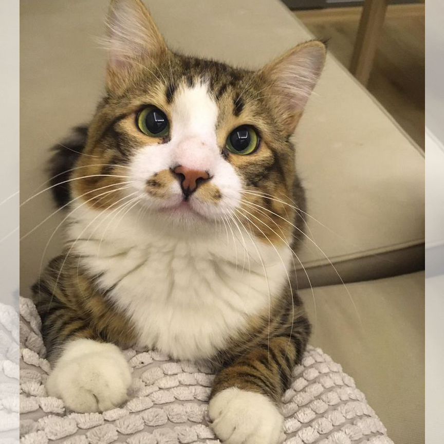 Взрослый кот в добрые руки