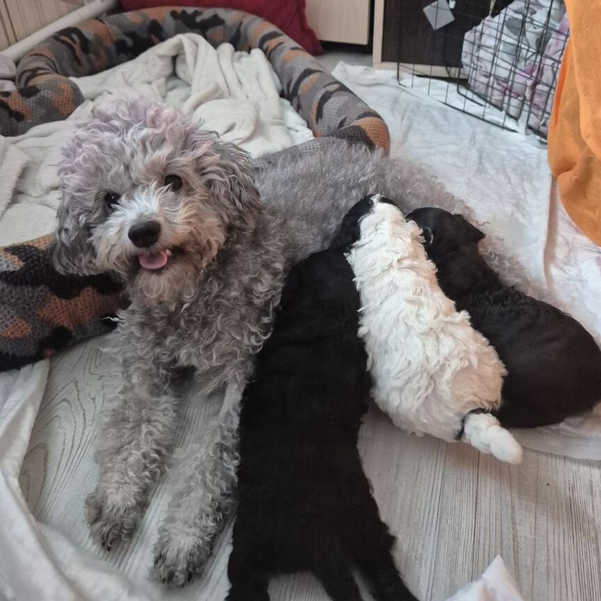 Той-пудель, щенок