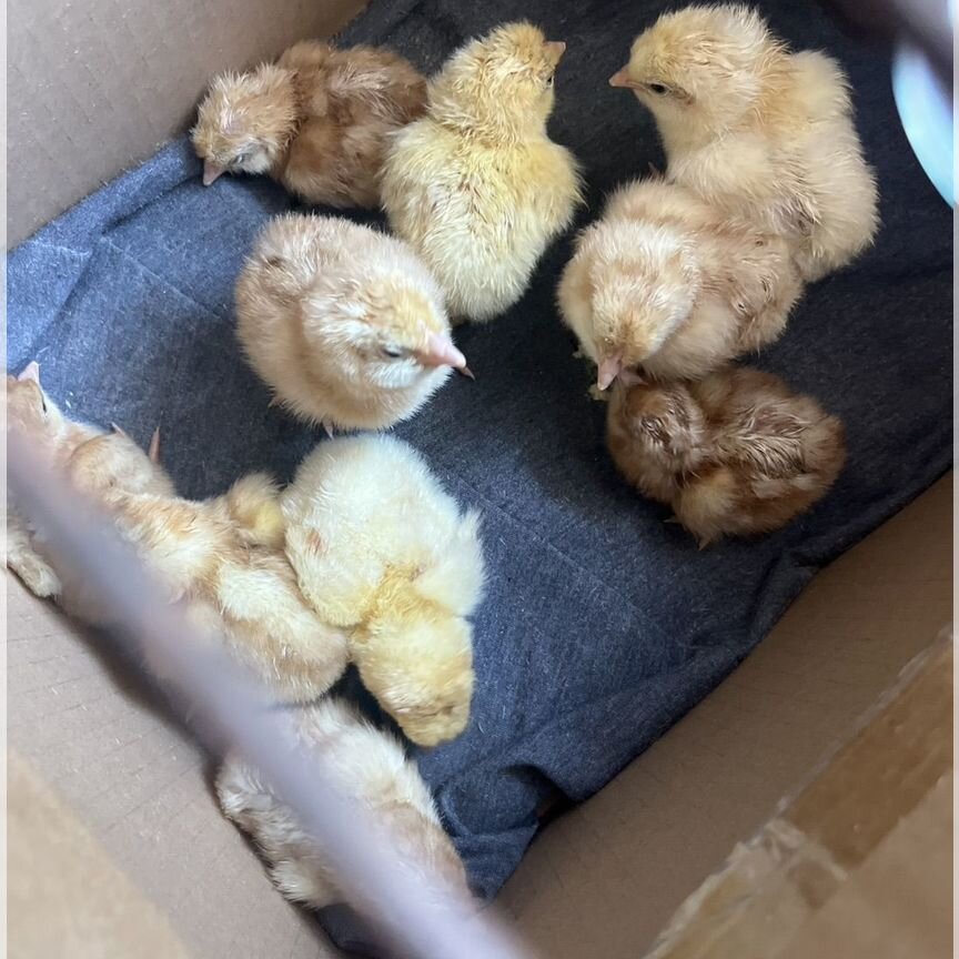 Цыплята несушки