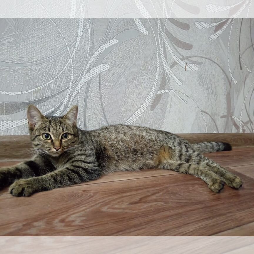 Кошечка рыська