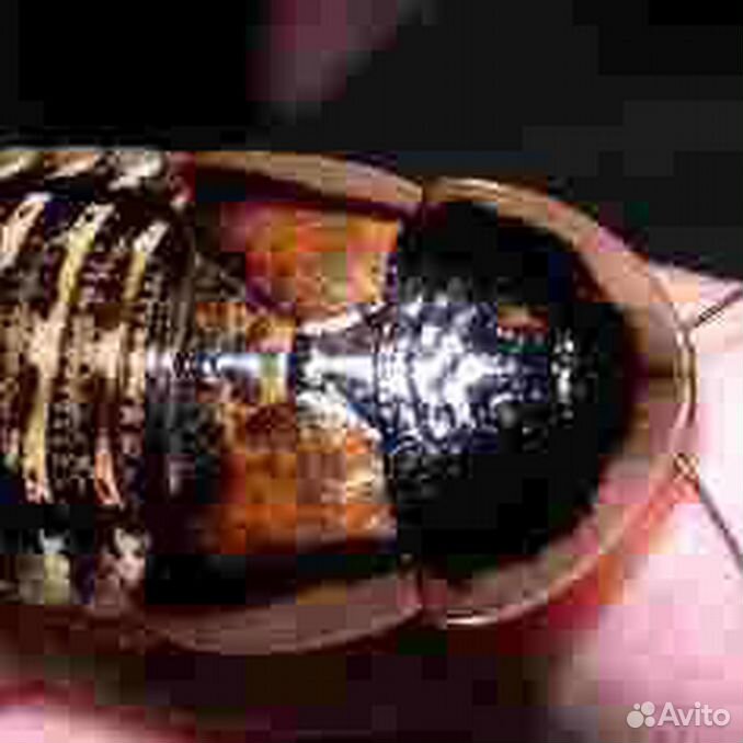 Аргентинские тараканы