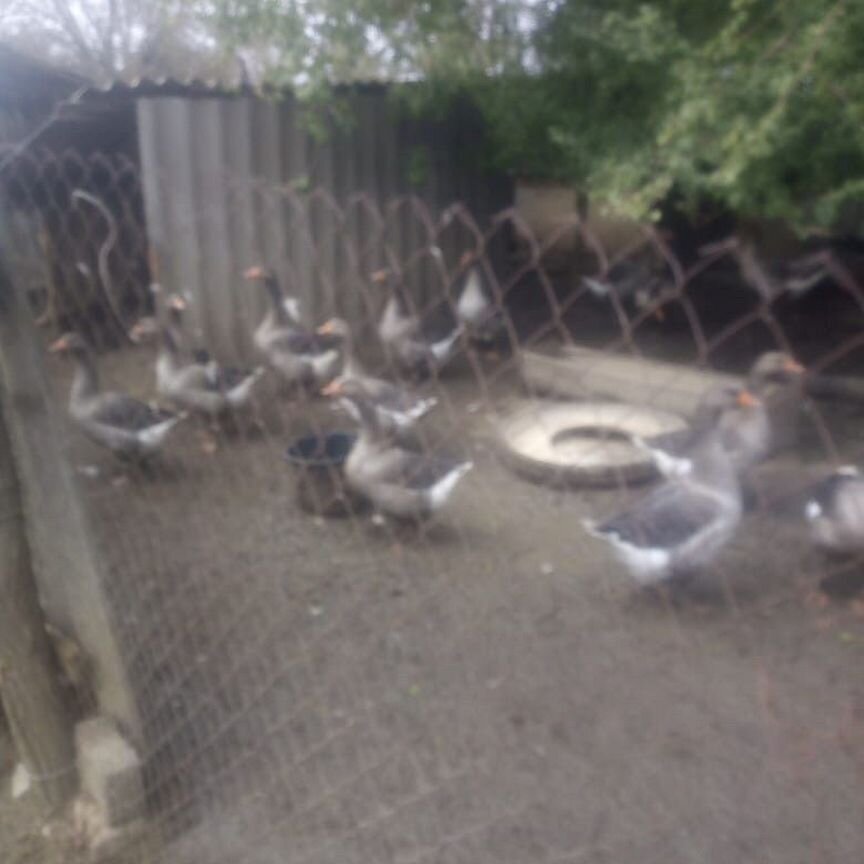 Продаются домашние гуси