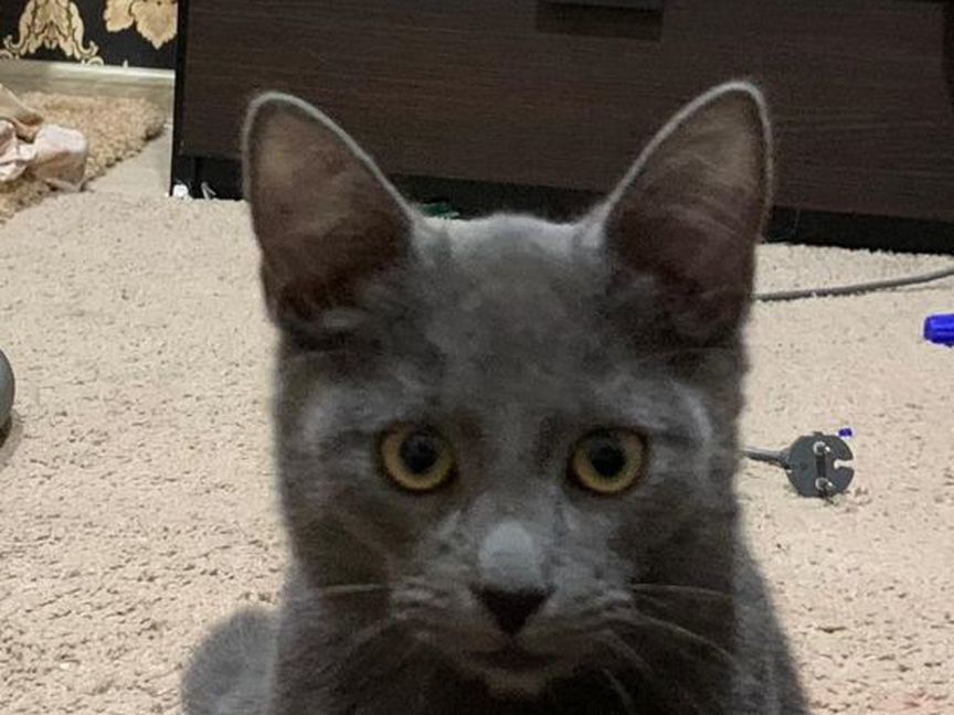 Котик в добрые руки