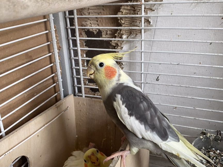 Попугай карелла