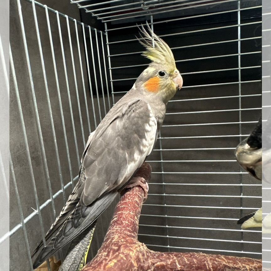 Попугай корелла