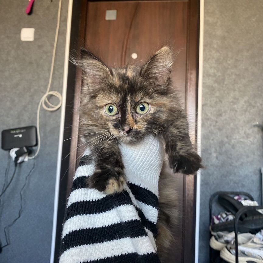 Котенок богатка