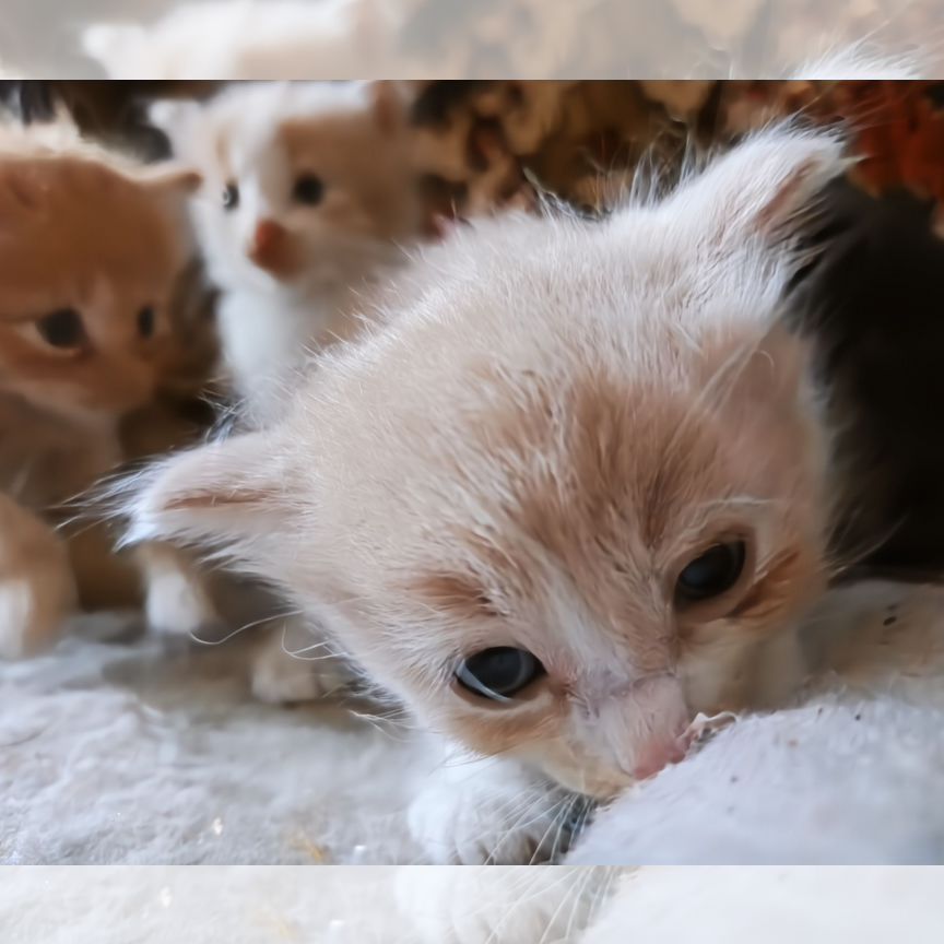 Котёнок в добрые руки